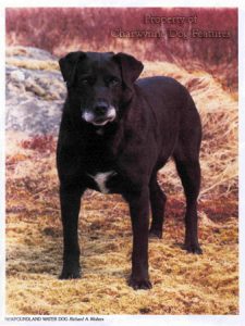 History of the Labrador Retriever and the Golden Retriever - guidedogpups